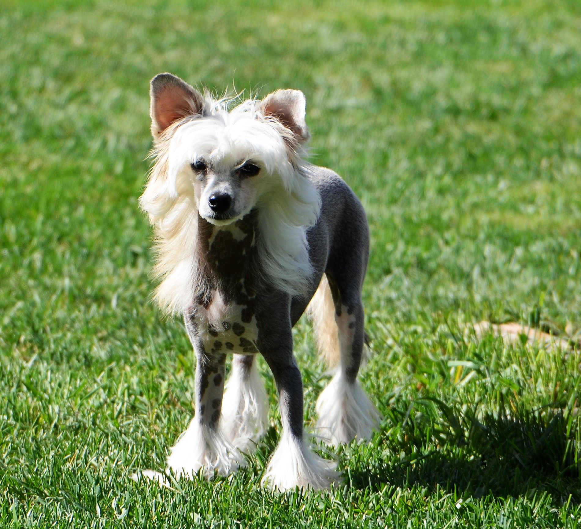 Grooming a Hairless | Chinese Crested Club of Canada
