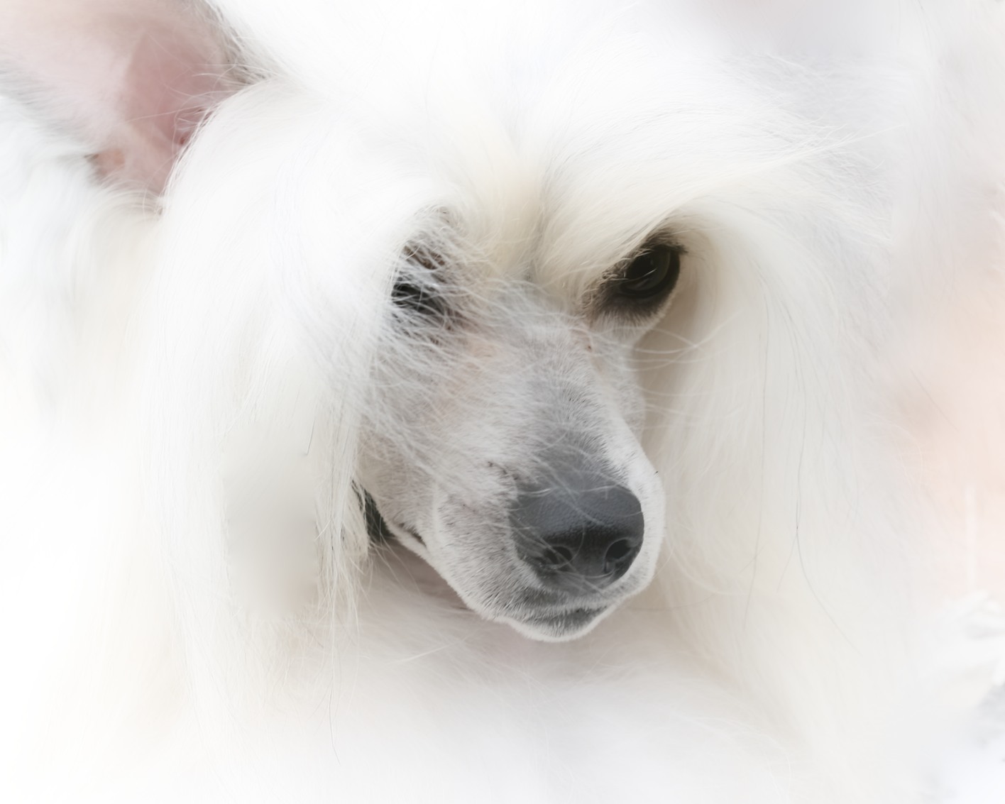 About Chinese Cresteds | Chinese Crested Club of Canada